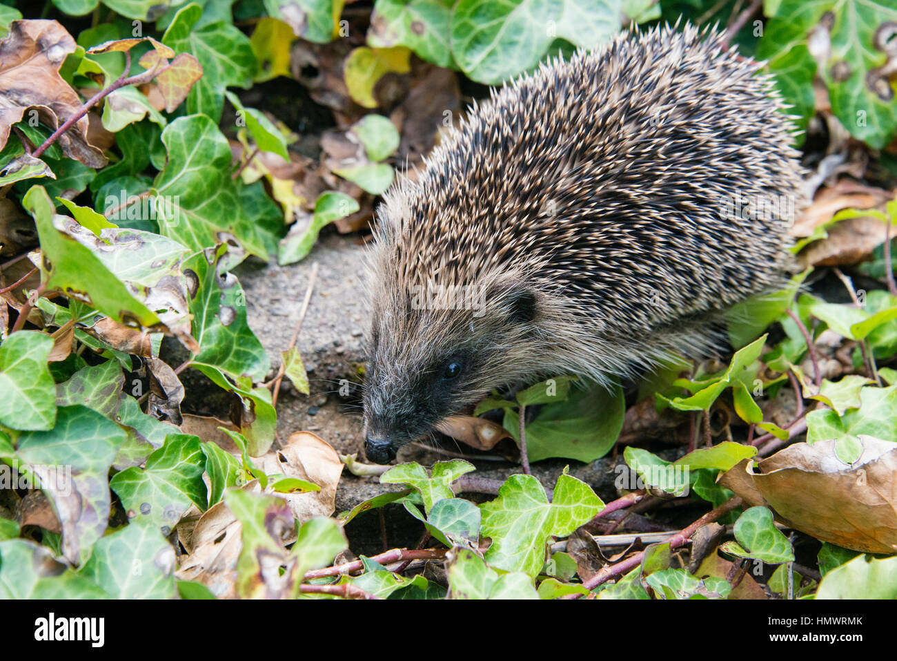 A young hedgehog searching for food around a garden in England Stock ...