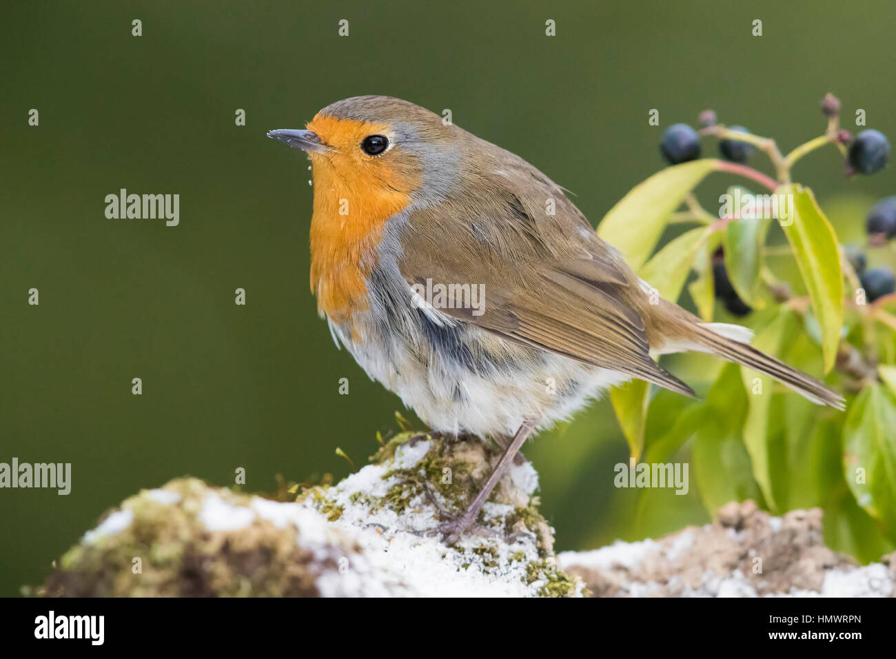 Garden robins hi-res stock photography and images - Alamy