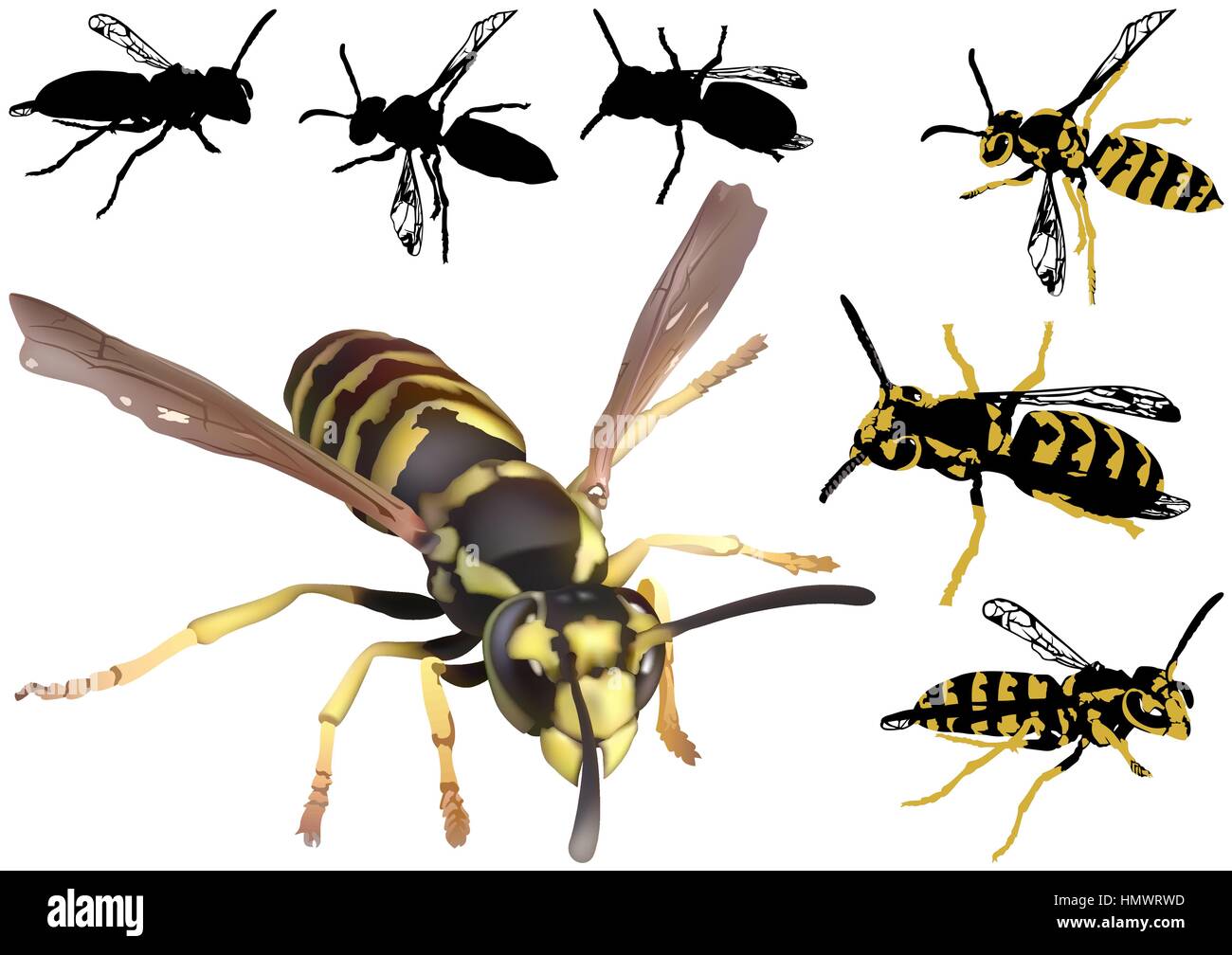 Common Wasp Set Stock Vector Image & Art - Alamy
