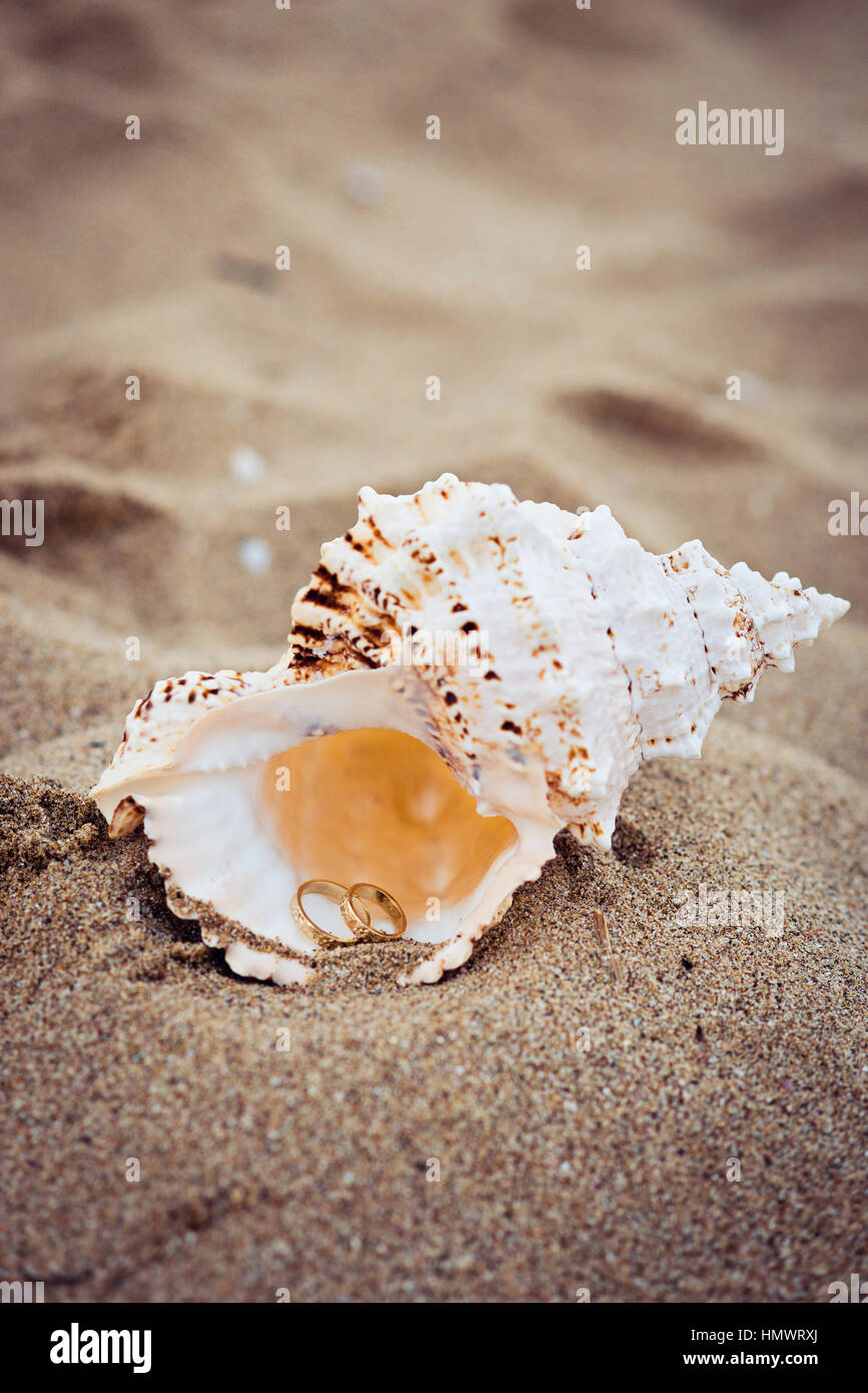 Wedding rings in a shell on sea coast. CLose up Stock Photo - Alamy