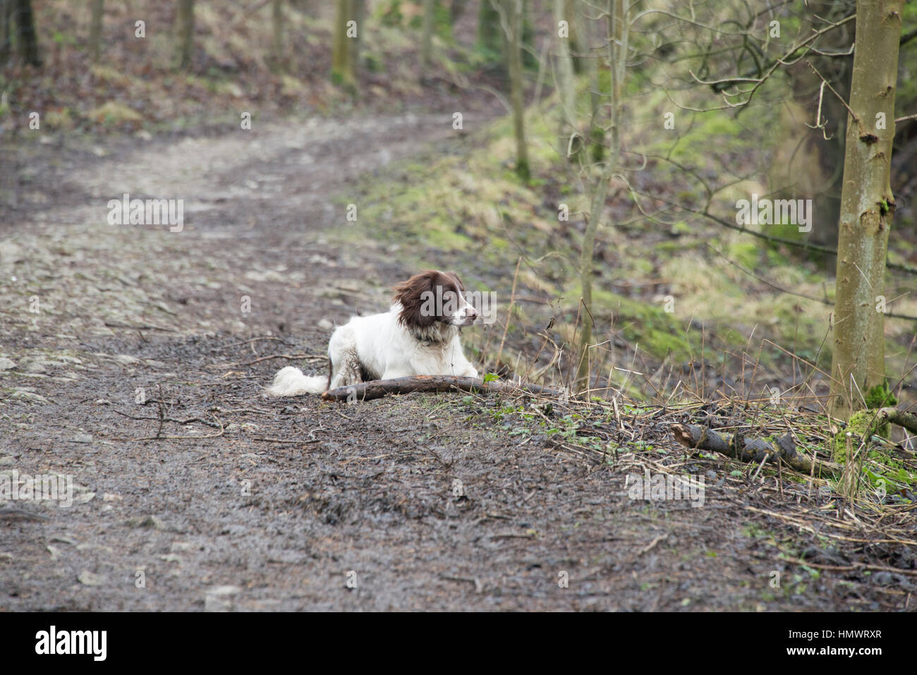 An English springer spaniel laying down on a walk Stock Photo - Alamy