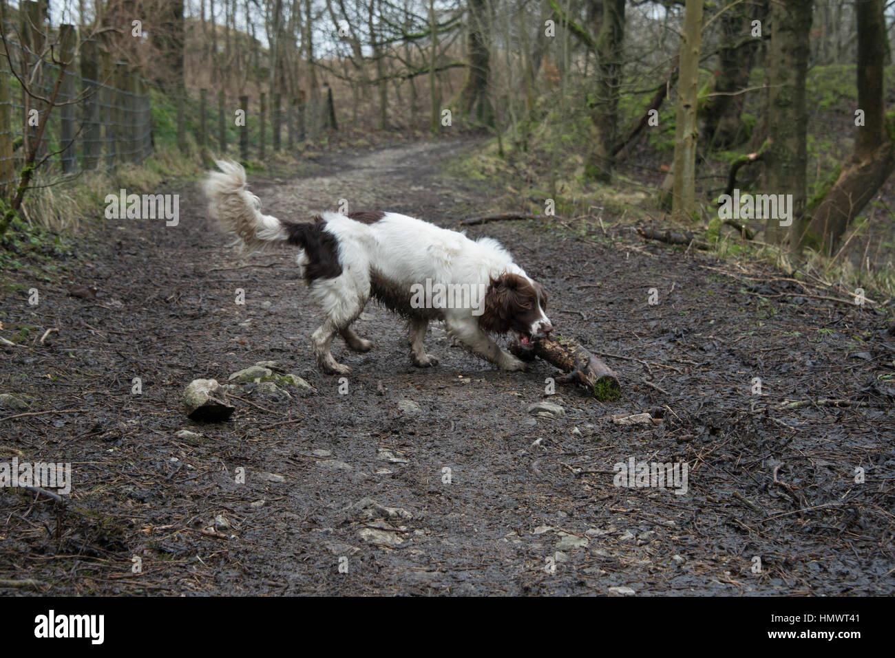 Springer Spaniel Muddy High Resolution Stock Photography and Images - Alamy