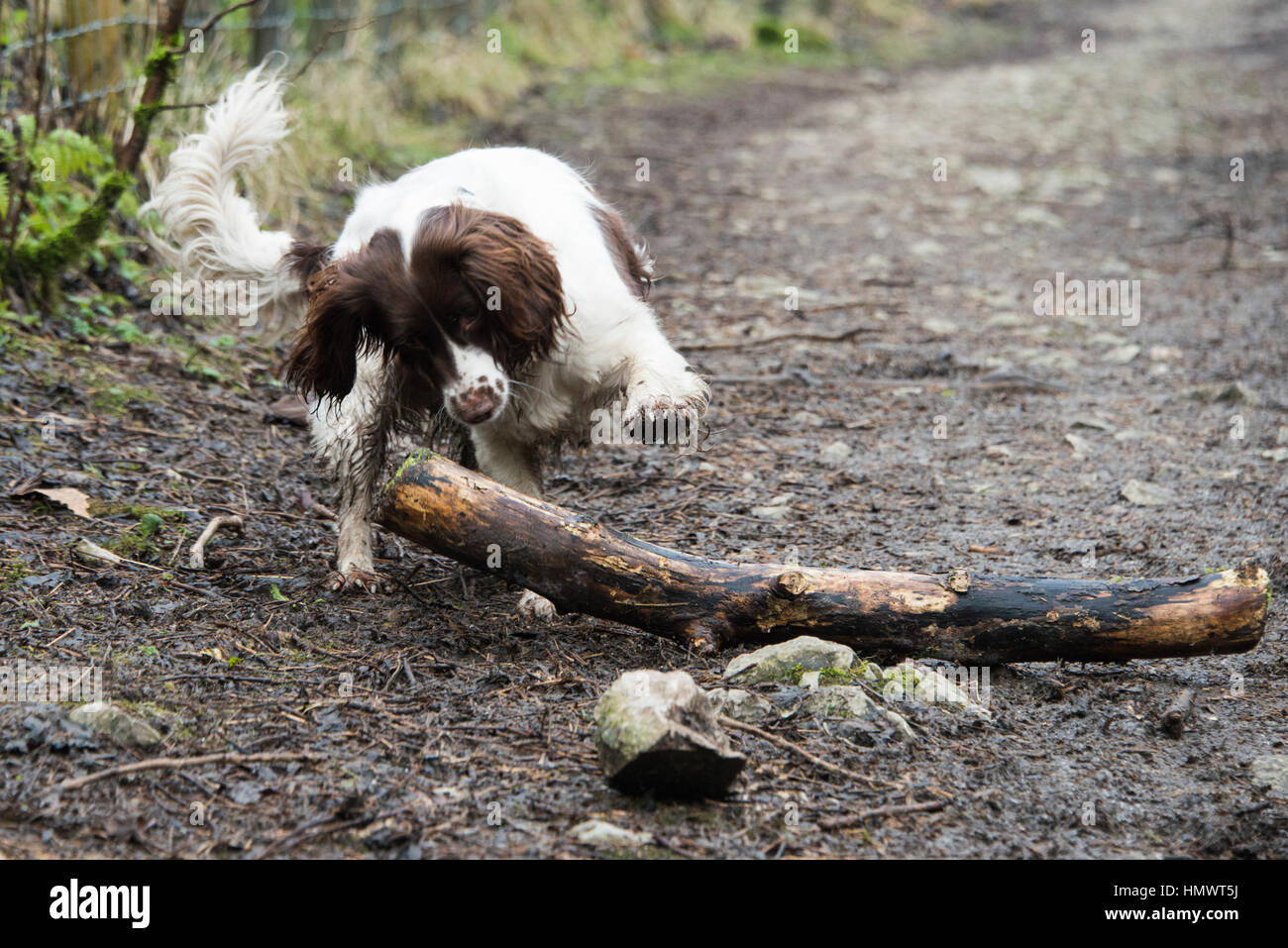 An English springer spaniel playing a stick Stock Photo - Alamy