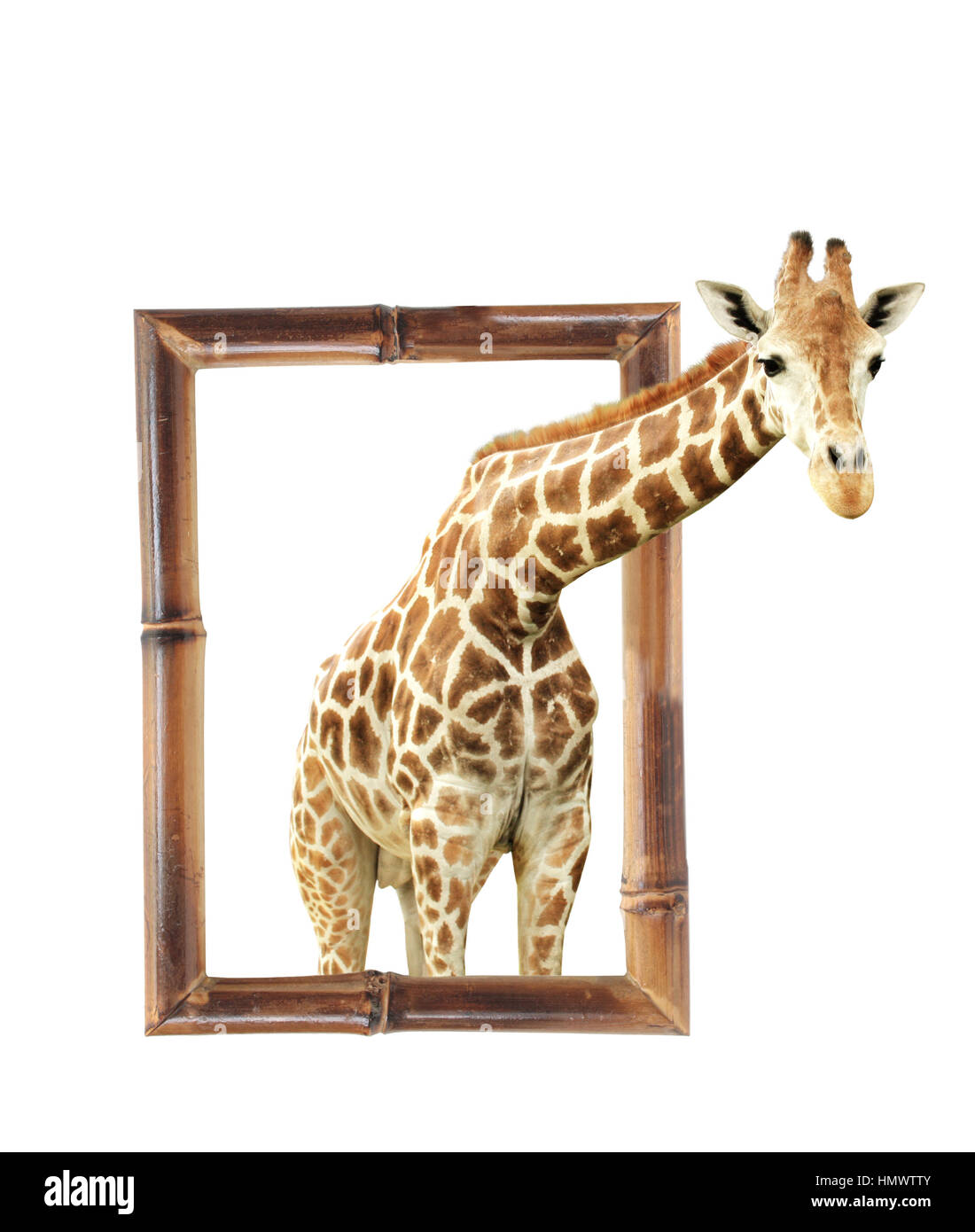 Giraffe in bamboo frame with 3d effect. Isolated on white background ...