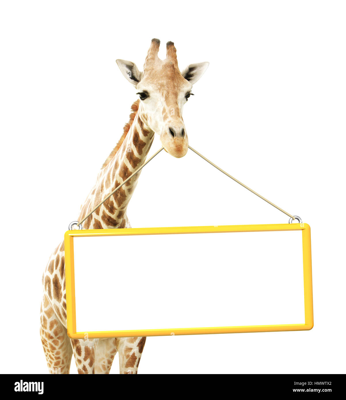 Giraffe with signboard in yellow frame. Isolated on white background ...