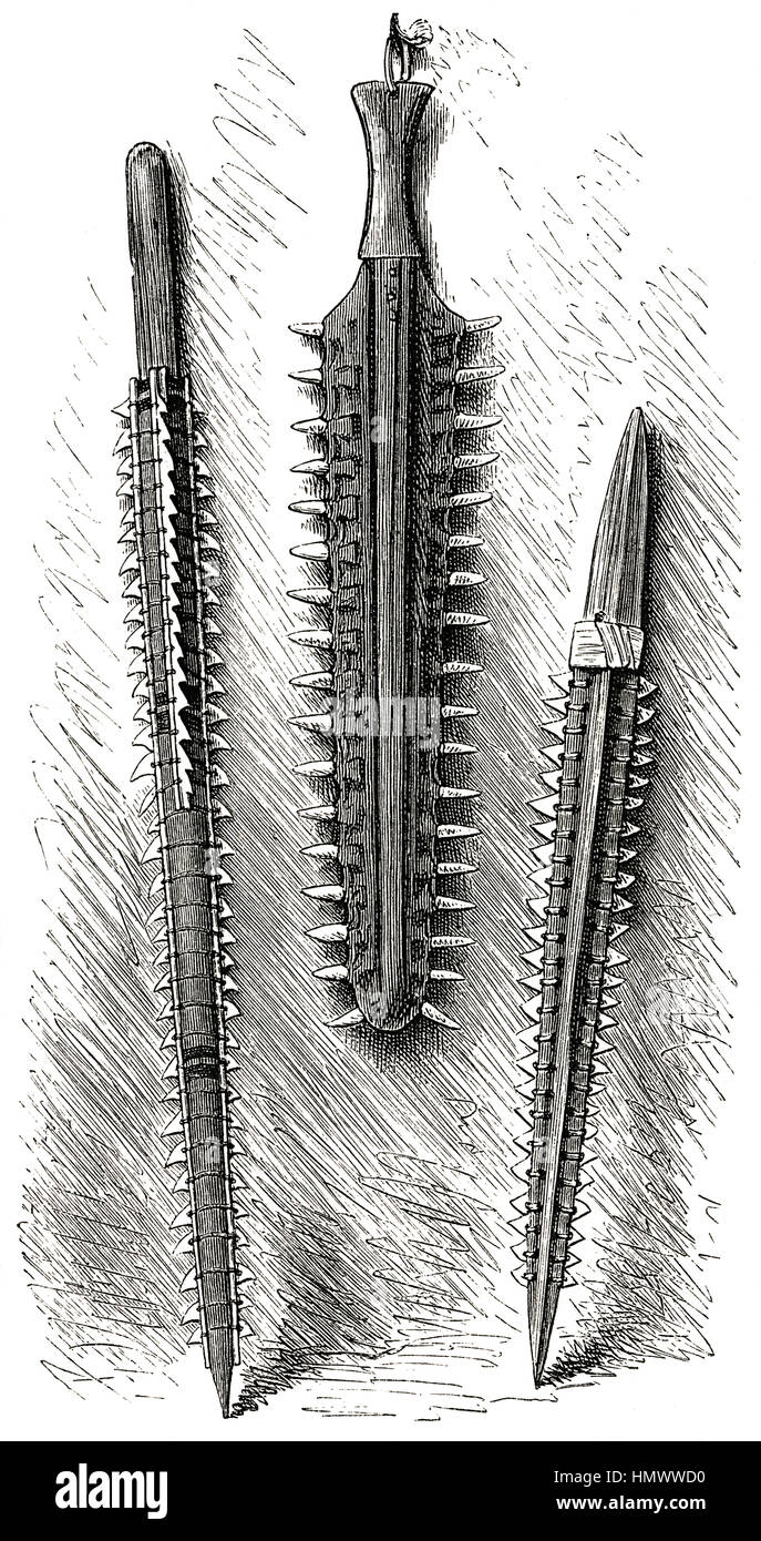 Primitive Weapons made from Shark Teeth, Gilbert Islands, Illustration ...