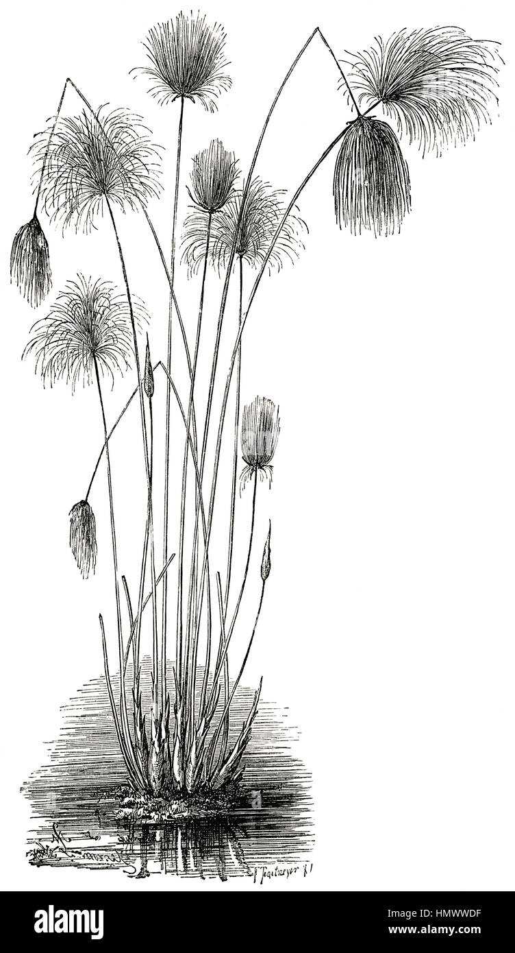 Papyrus Plant Illustration Stock Photos & Papyrus Plant Illustration ...