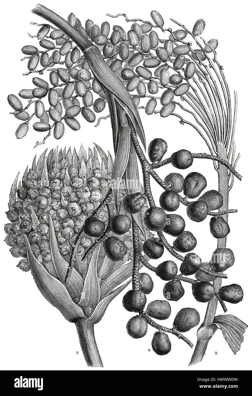 Date, Dum and Oil Palm, Africa, Illustration from the book ...