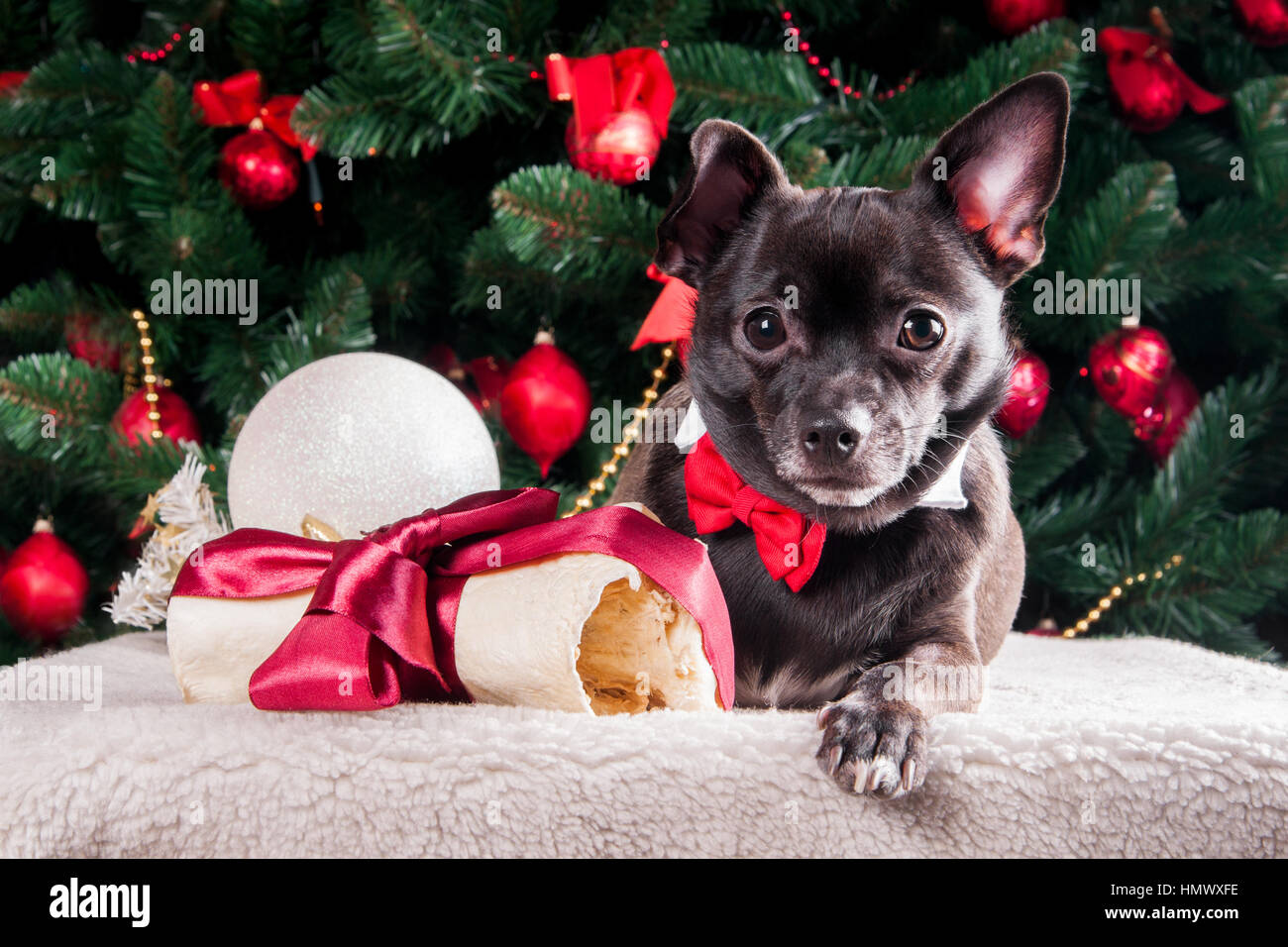 Small dog big bone hi-res stock photography and images - Alamy