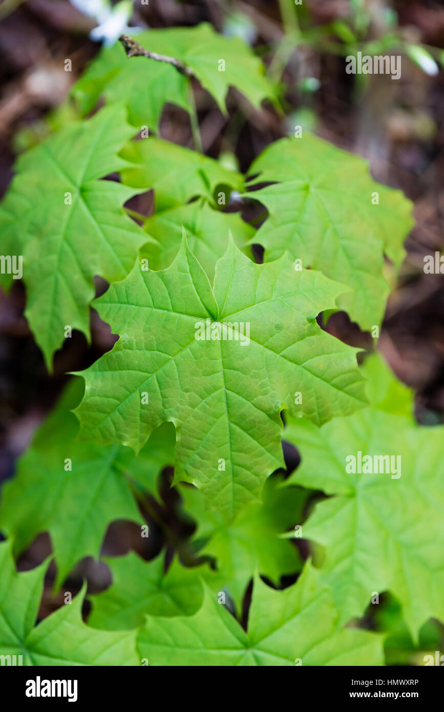 young spring maple tree leaves on green background in wet forest Stock ...