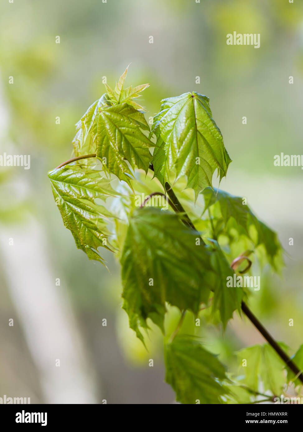 young spring maple tree leaves on green background in wet forest Stock ...