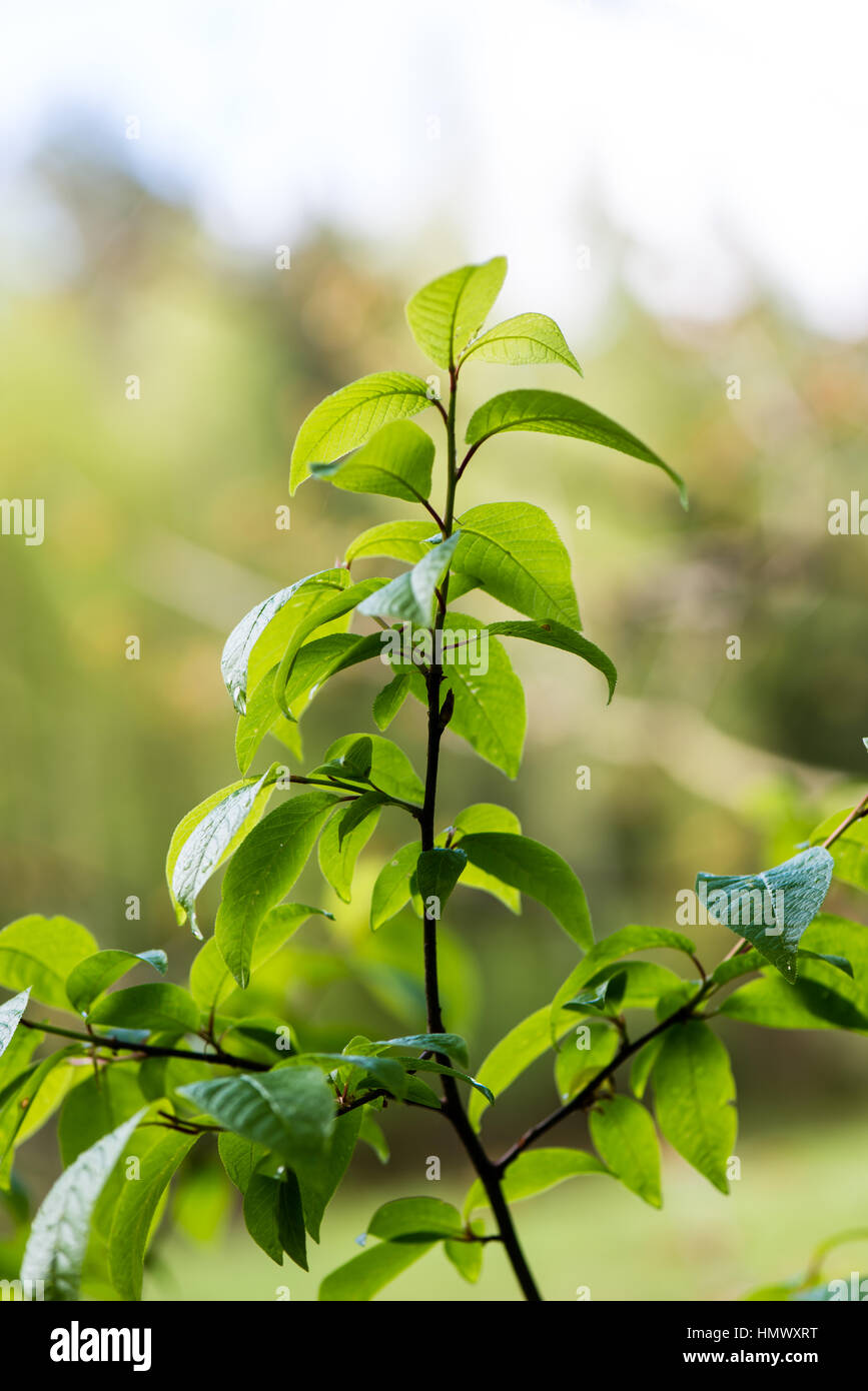 young spring leaves on green background in wet forest Stock Photo - Alamy