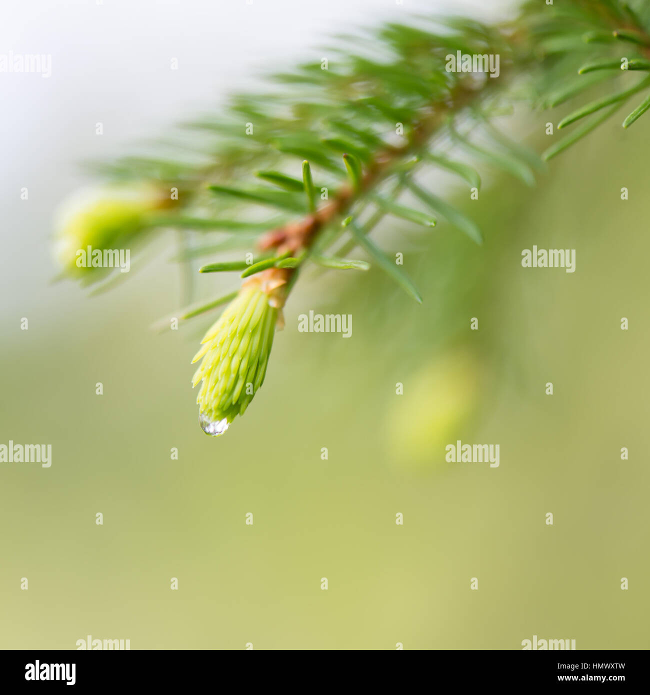 young spring spruce tree blossoms on green background in wet forest ...