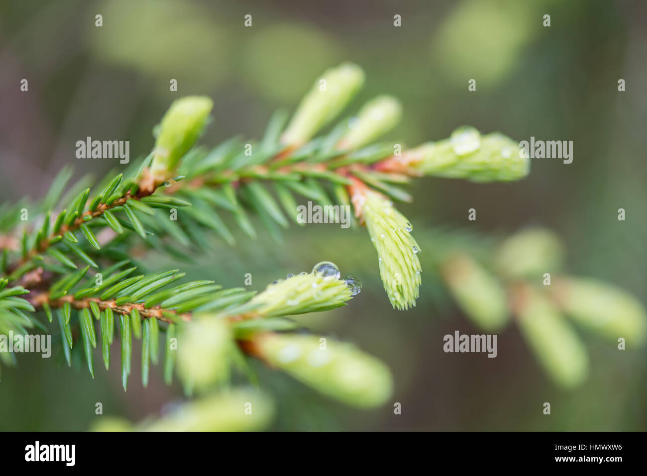 young spring spruce tree blossoms on green background in wet forest ...