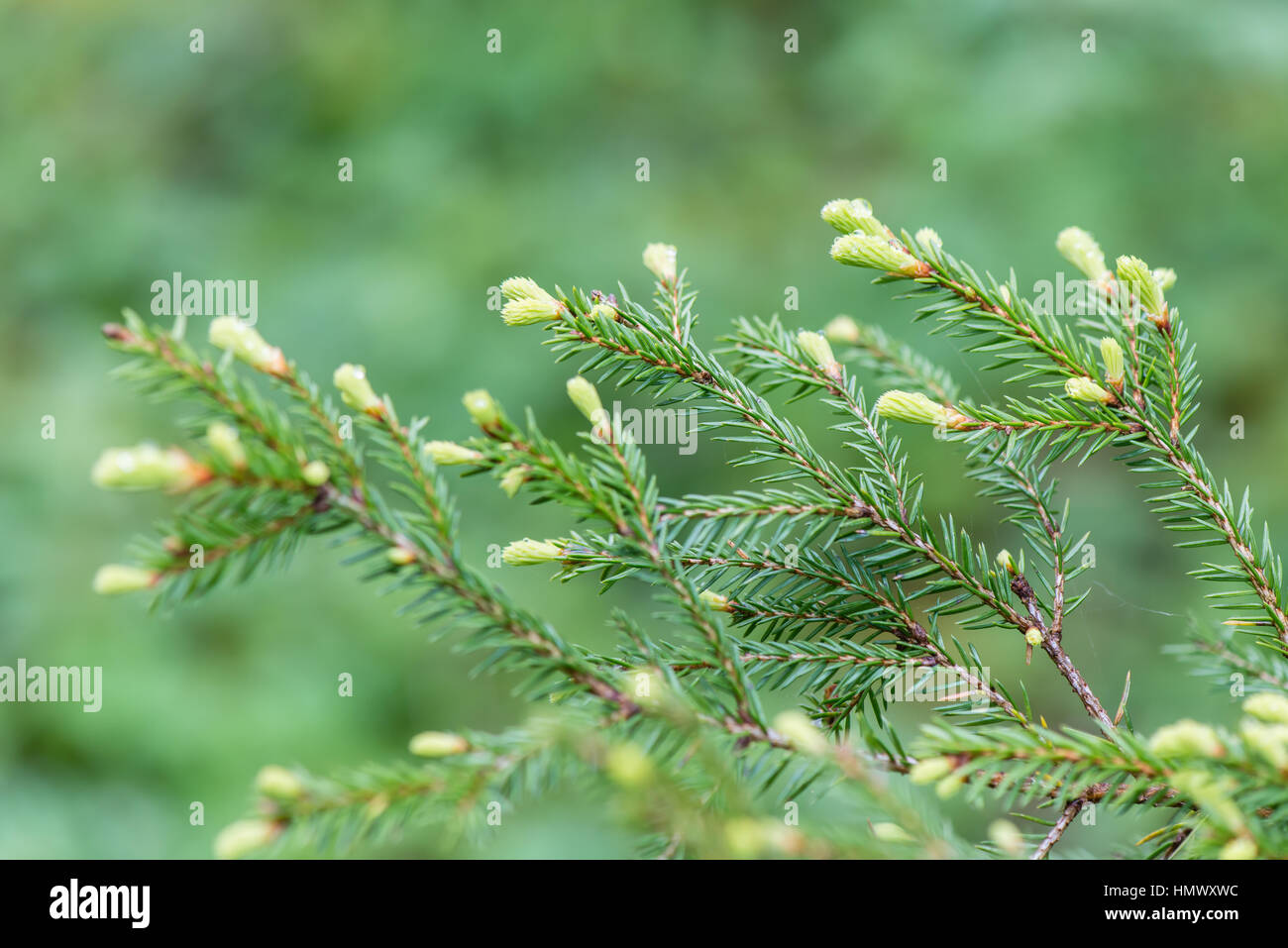 young spring spruce tree blossoms on green background in wet forest ...