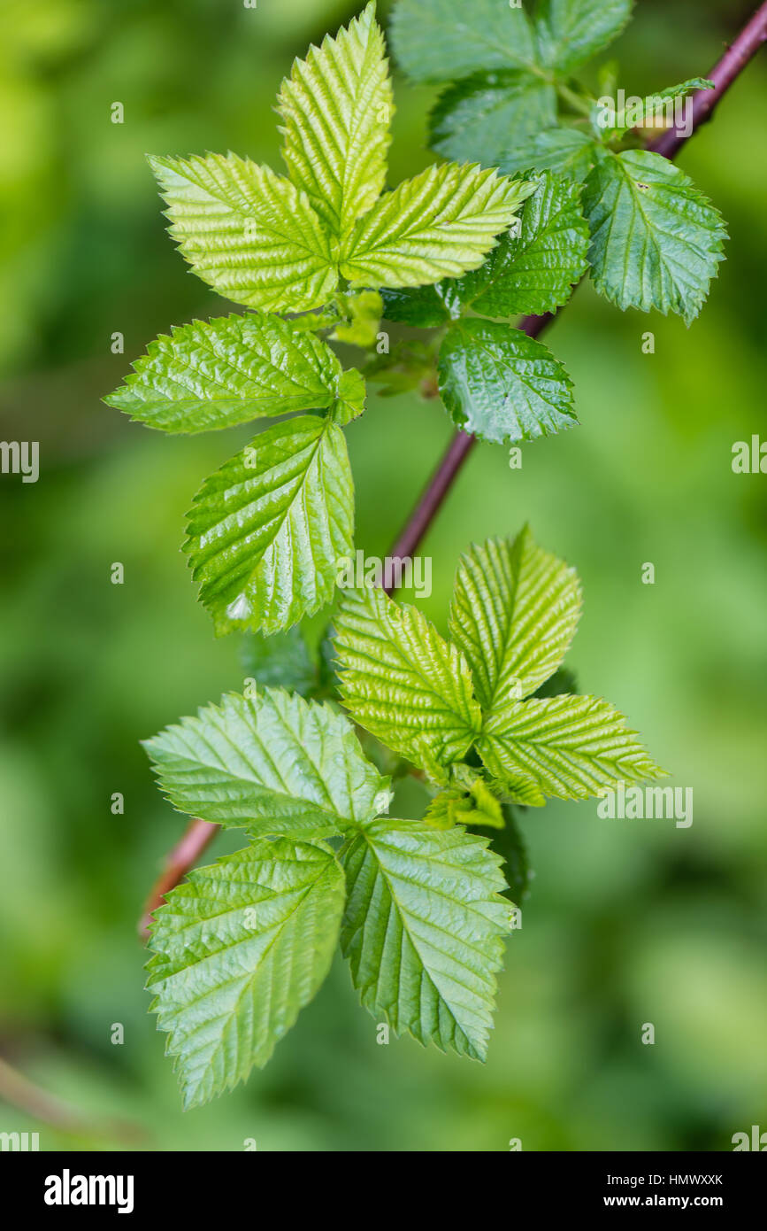young spring leaves on green background in wet forest Stock Photo - Alamy