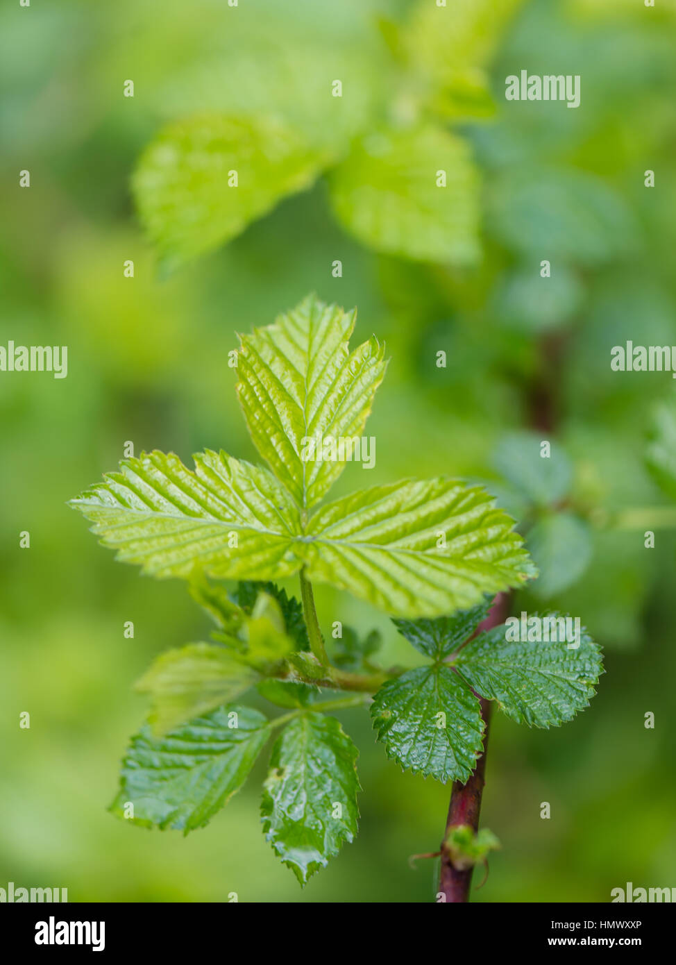 young spring leaves on green background in wet forest Stock Photo - Alamy