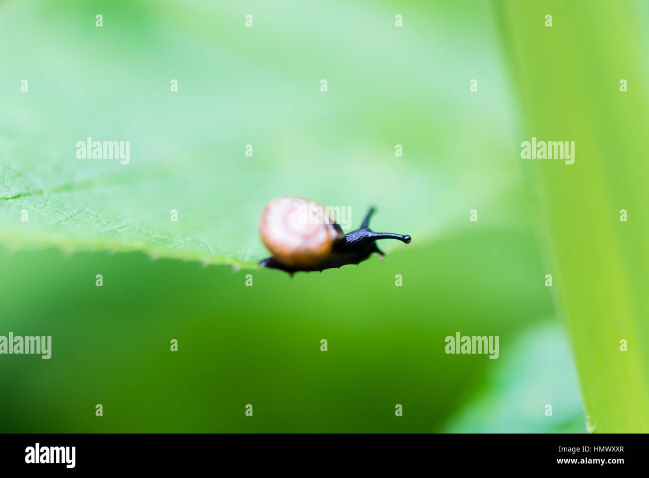 small slug on wet leaves in forest in spring Stock Photo - Alamy