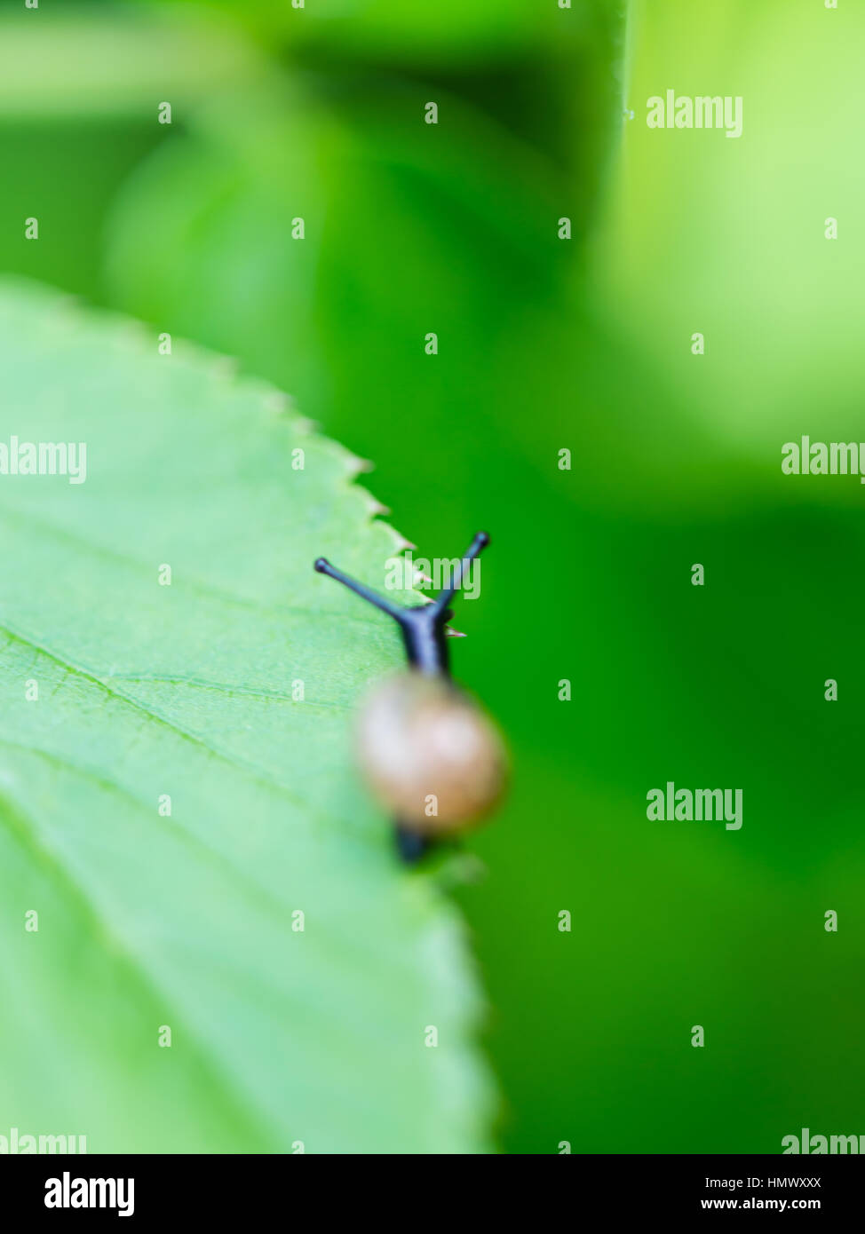 small slug on wet leaves in forest in spring Stock Photo - Alamy