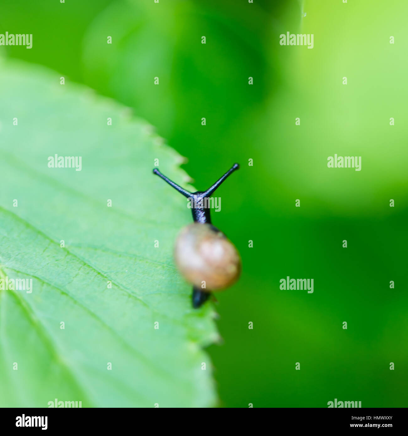 Slug on the rainforest floor hi-res stock photography and images - Alamy