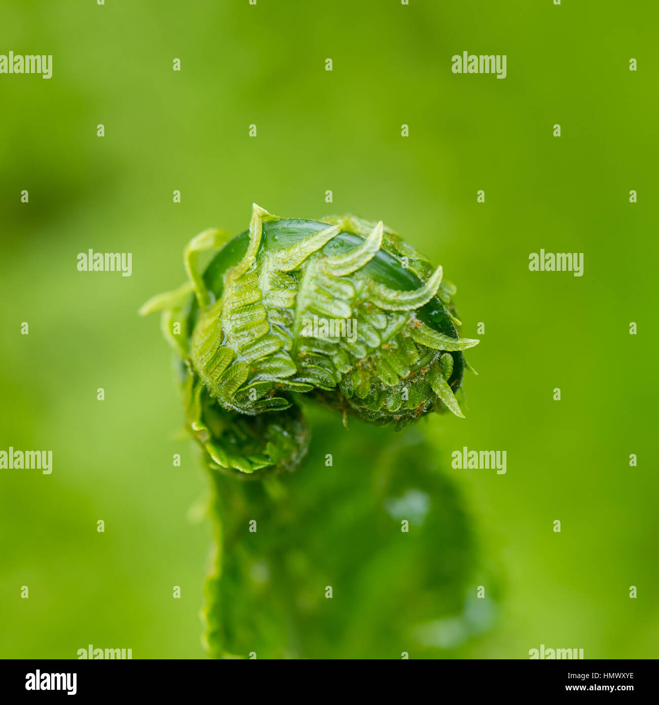 young spring fern leaves on green background in wet forest Stock Photo ...