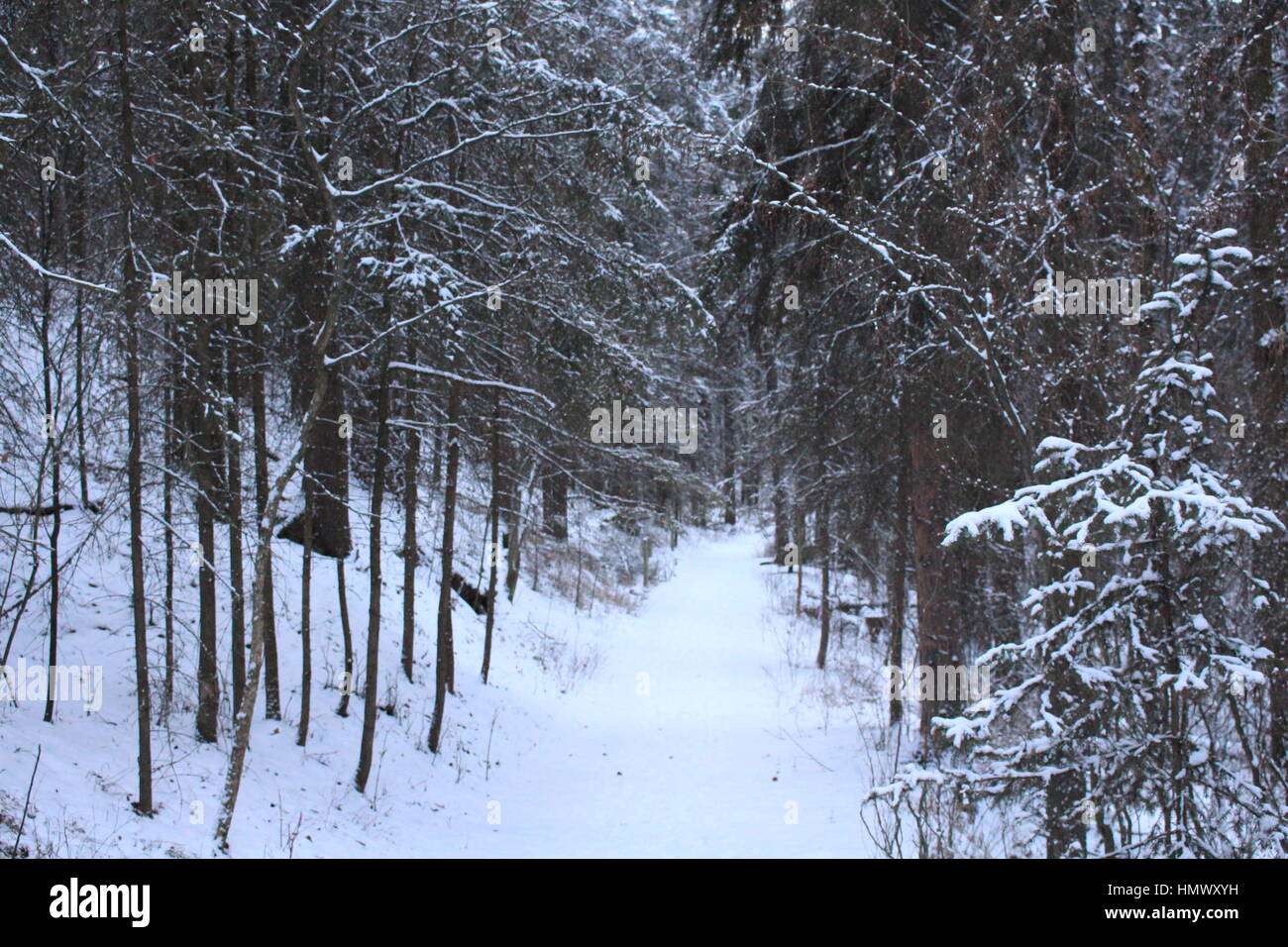 Winter forest, Alberta Canada Stock Photo - Alamy