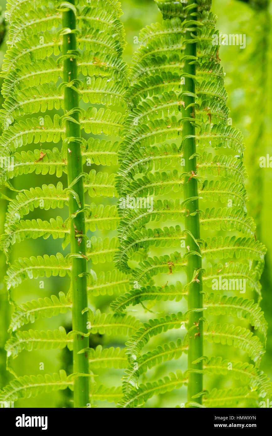 young spring fern leaves on green background in wet forest Stock Photo ...