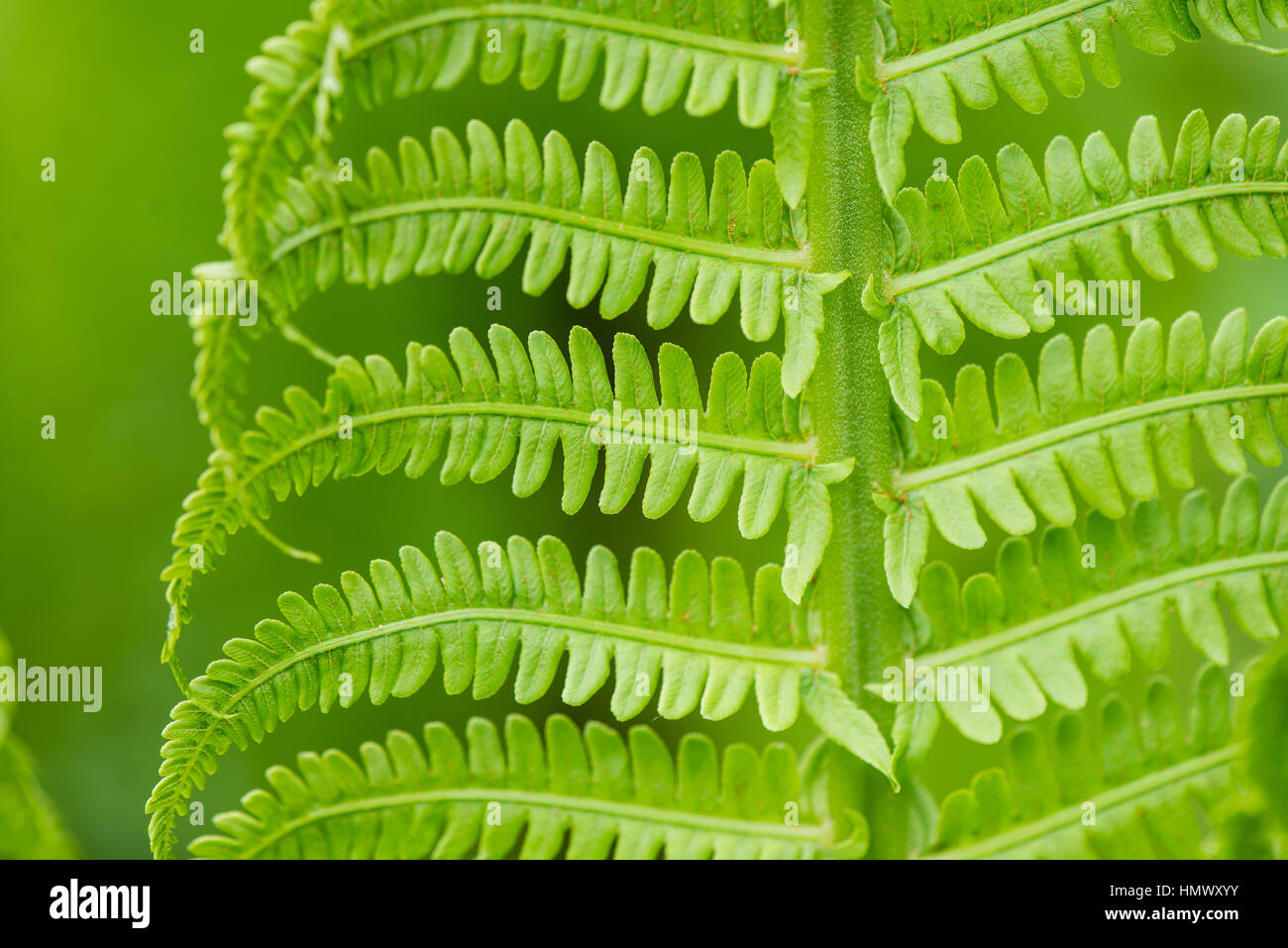young spring fern leaves on green background in wet forest Stock Photo ...