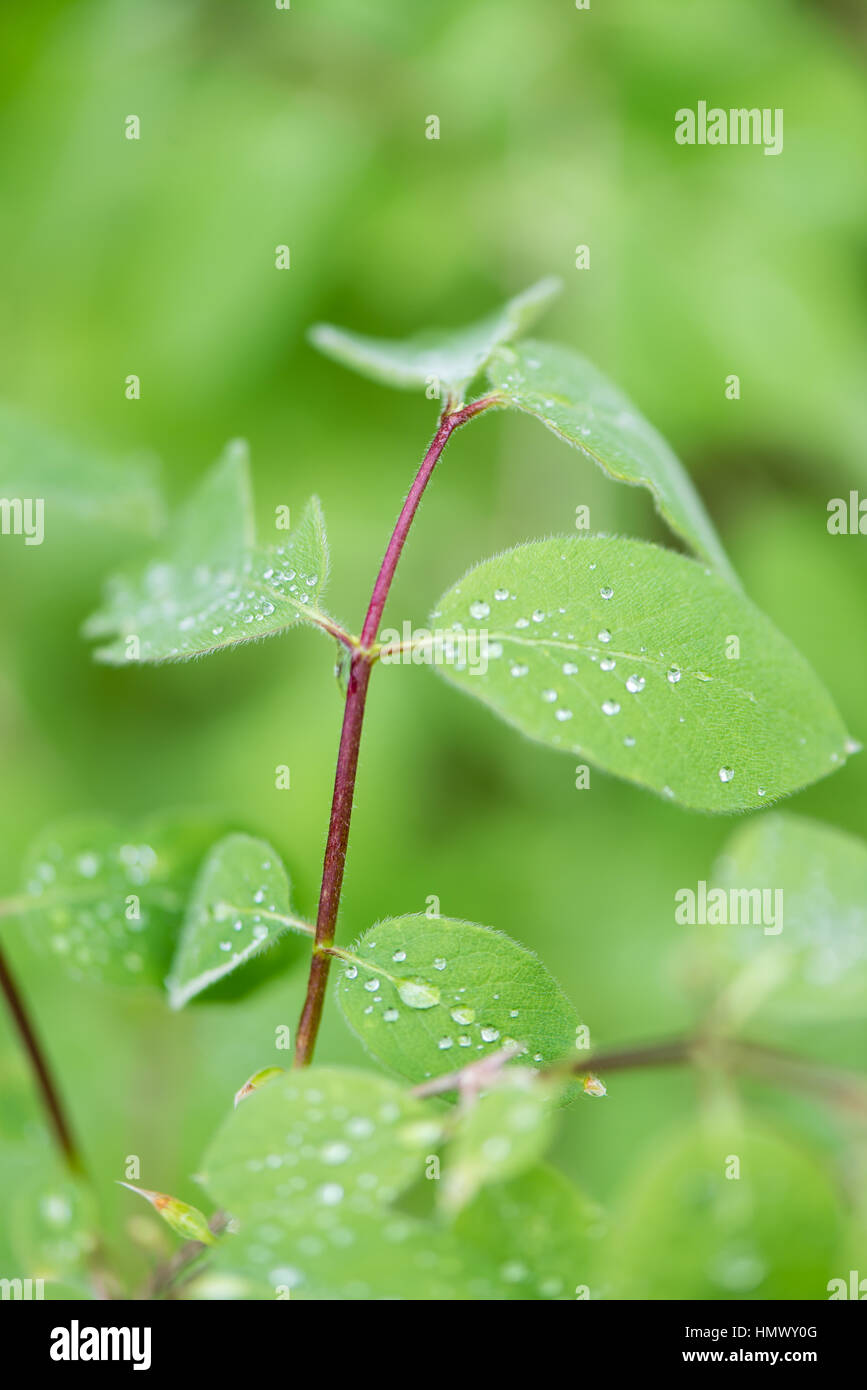 young spring leaves on green background in wet forest Stock Photo - Alamy