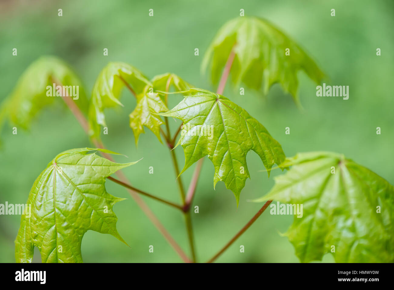 young spring maple tree leaves on green background in wet forest Stock ...