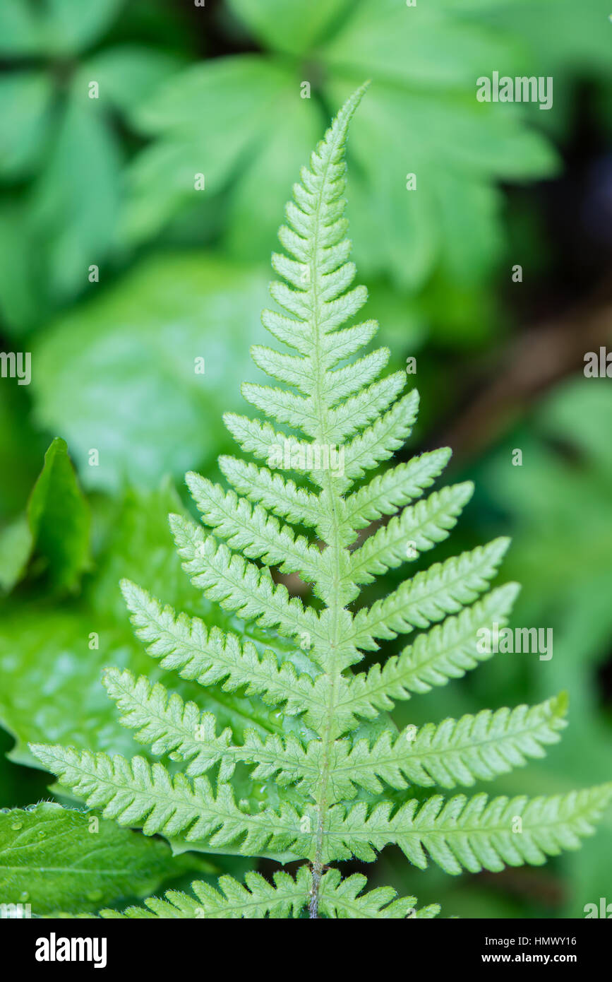 young spring fern leaves on green background in wet forest Stock Photo ...
