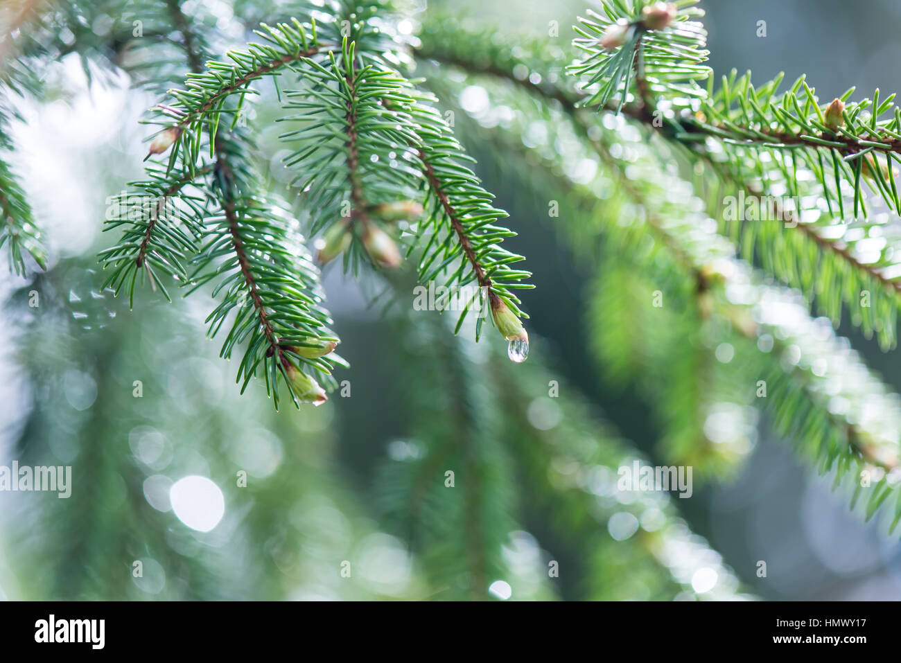 young spring spruce tree blossoms on green background in wet forest ...