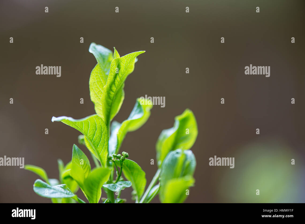 young spring leaves on green background in wet forest Stock Photo - Alamy