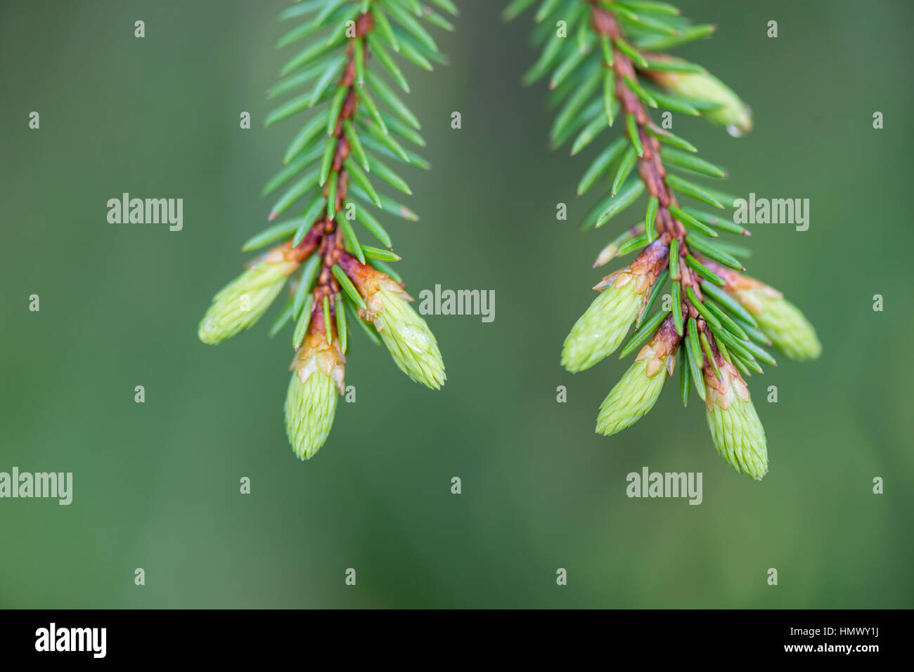 young spring spruce tree blossoms on green background in wet forest ...
