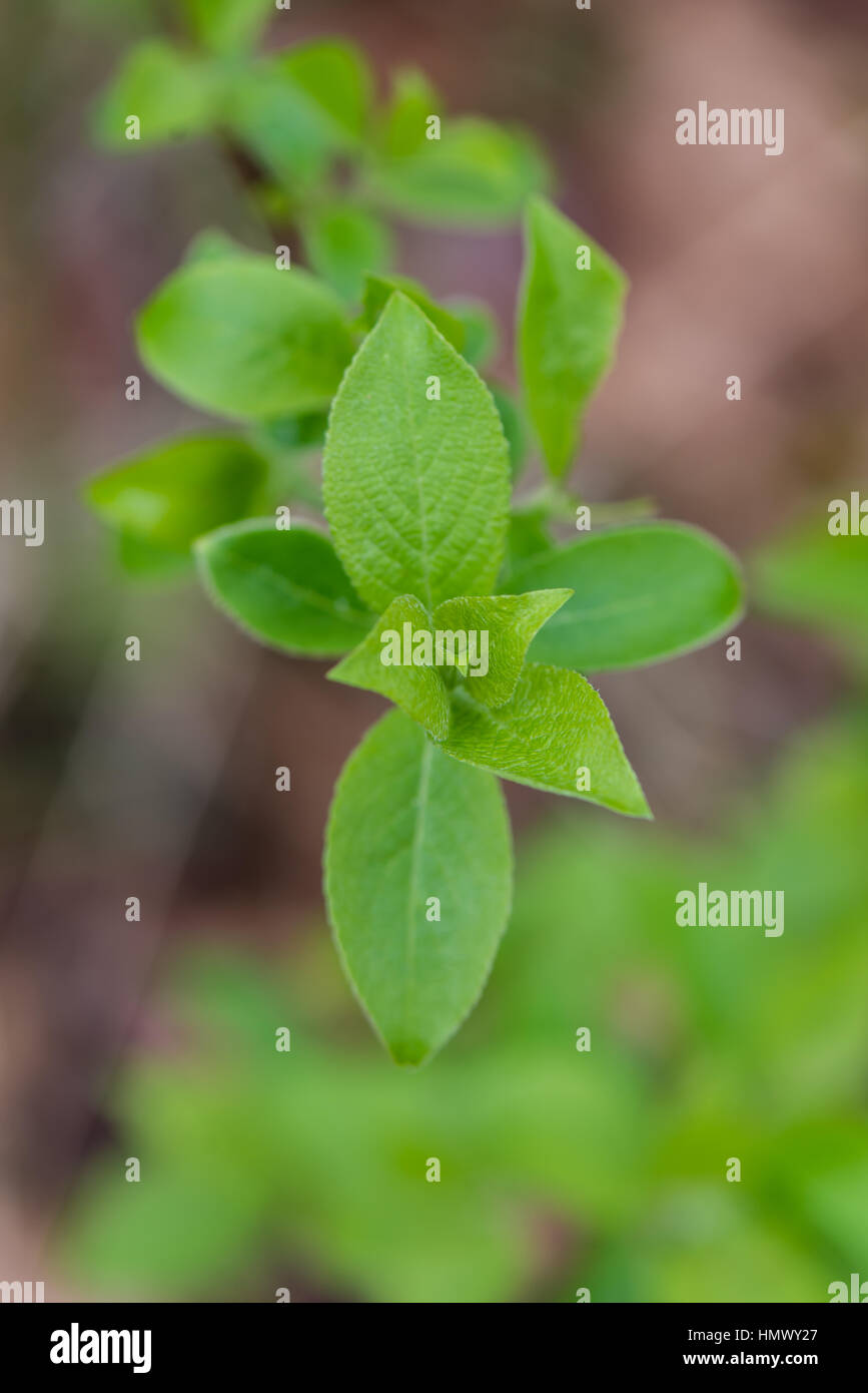 young spring leaves on green background in wet forest Stock Photo - Alamy