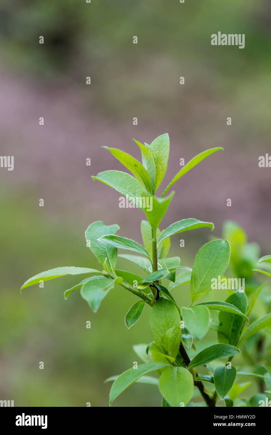 young spring leaves on green background in wet forest Stock Photo - Alamy