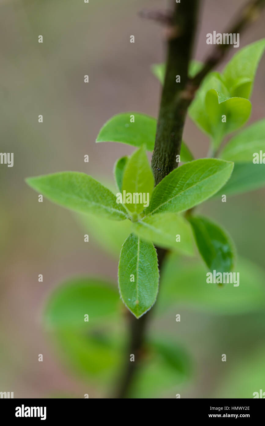young spring leaves on green background in wet forest Stock Photo - Alamy