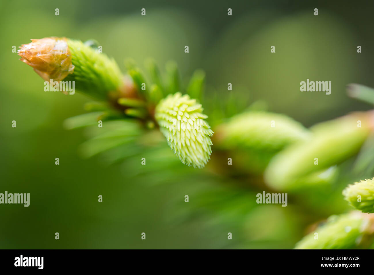 young spring spruce tree blossoms on green background in wet forest ...