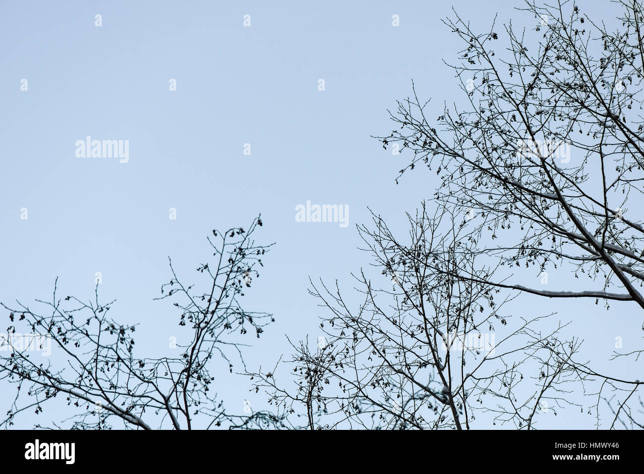 winter tree branches in abstract textured background Stock Photo - Alamy