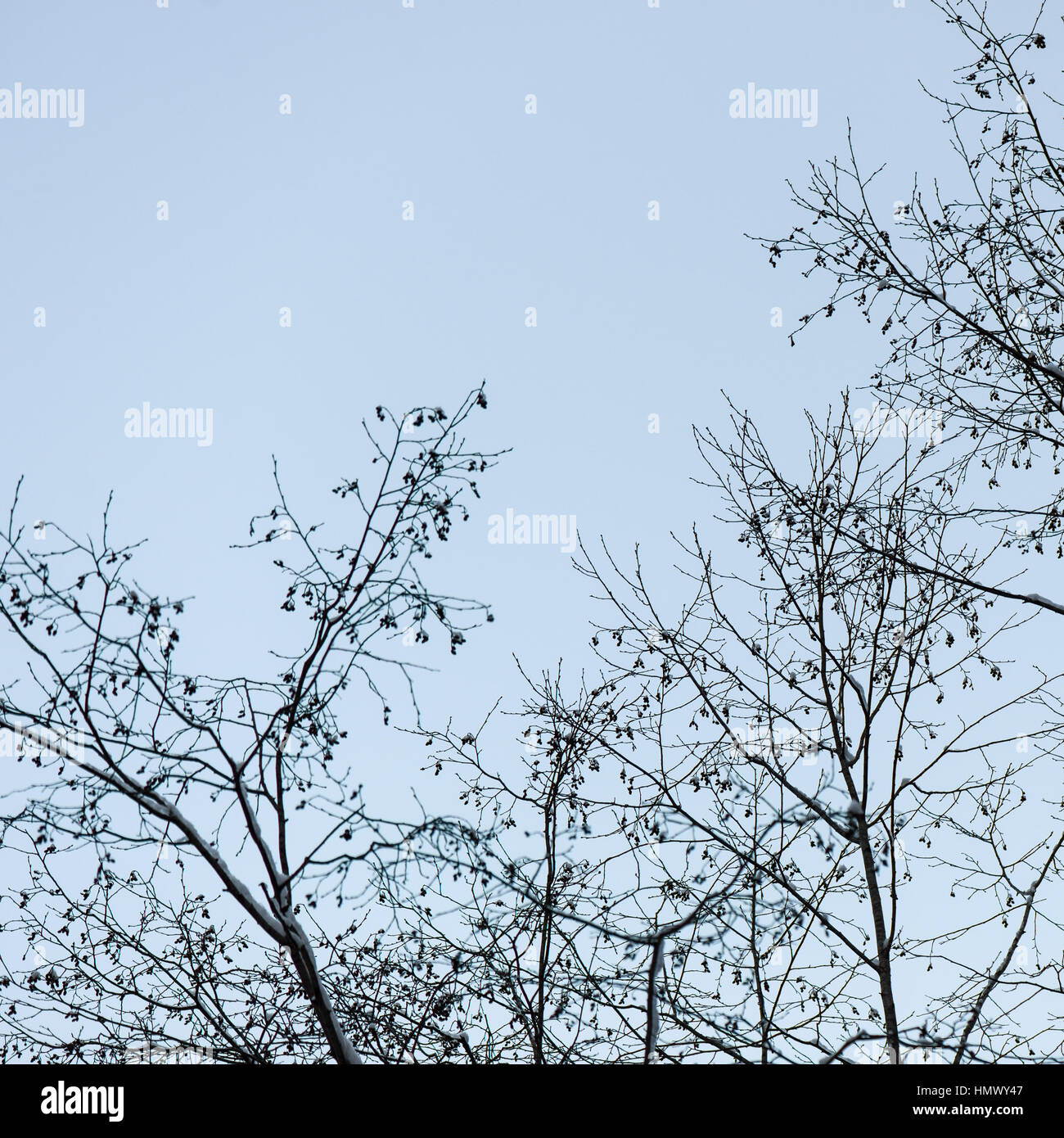 winter tree branches in abstract textured background Stock Photo - Alamy