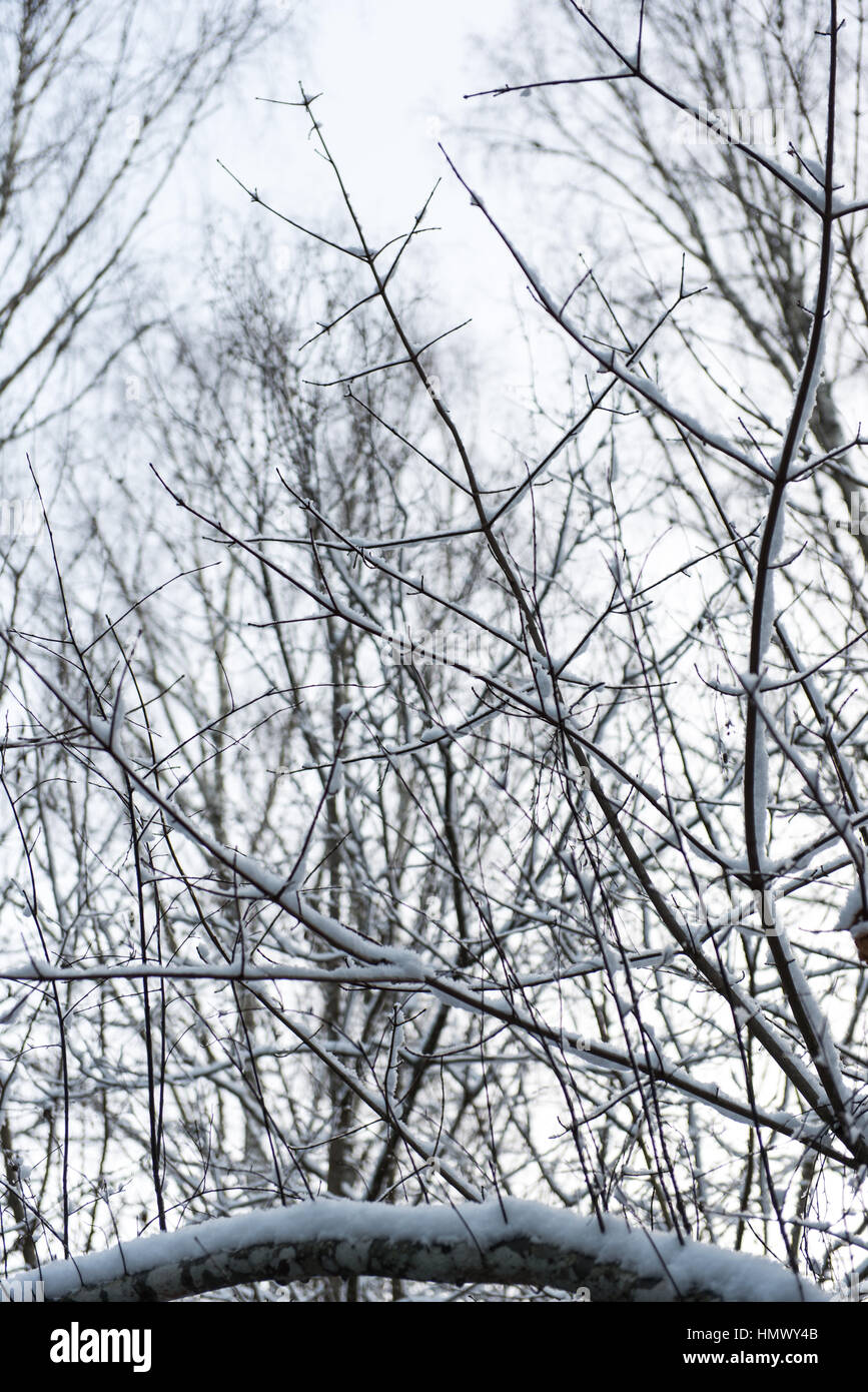 winter tree branches in abstract textured background Stock Photo - Alamy