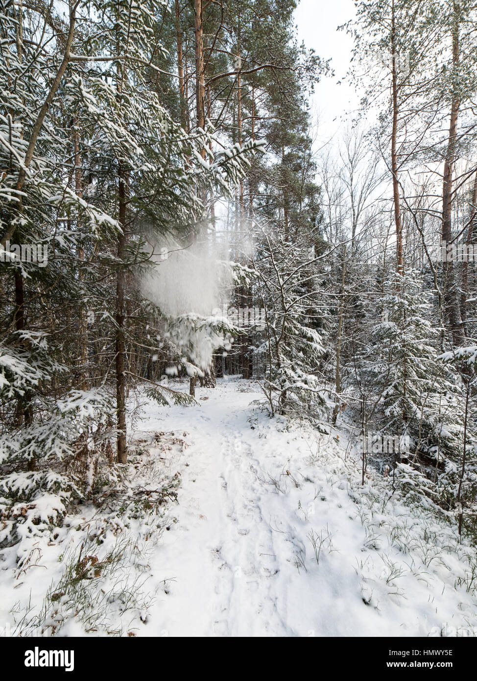 snow falling from trees in winter forest landscape Stock Photo - Alamy