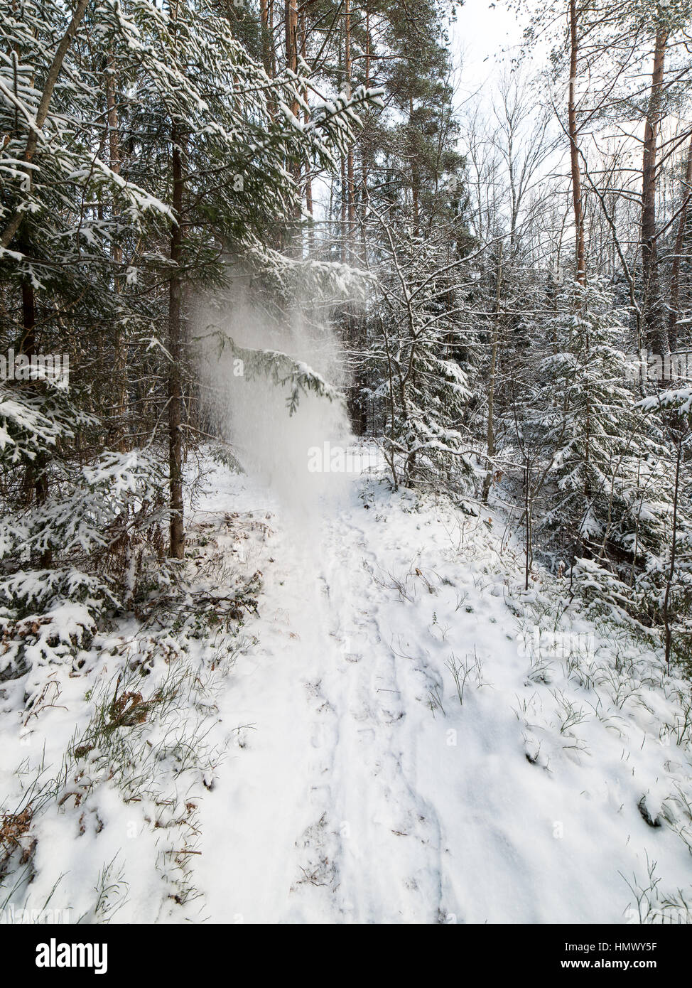 snow falling from trees in winter forest landscape Stock Photo - Alamy