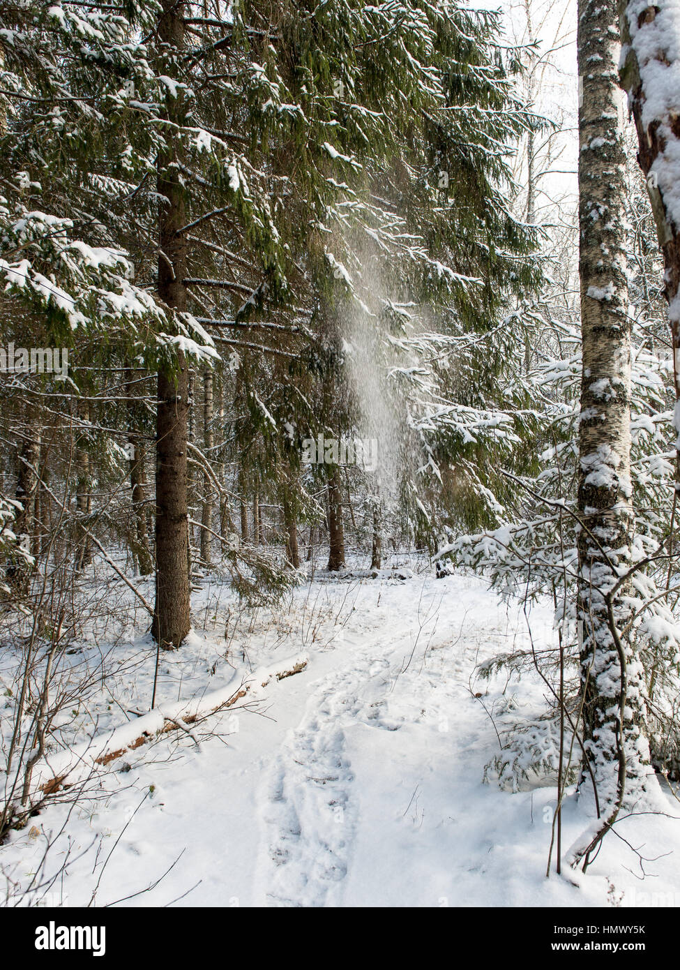 snow falling from trees in winter forest landscape Stock Photo - Alamy