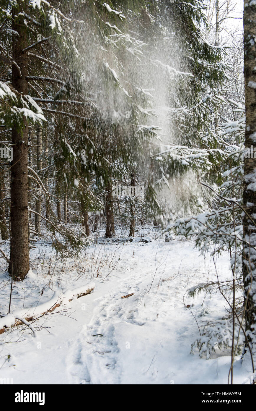 snow falling from trees in winter forest landscape Stock Photo - Alamy