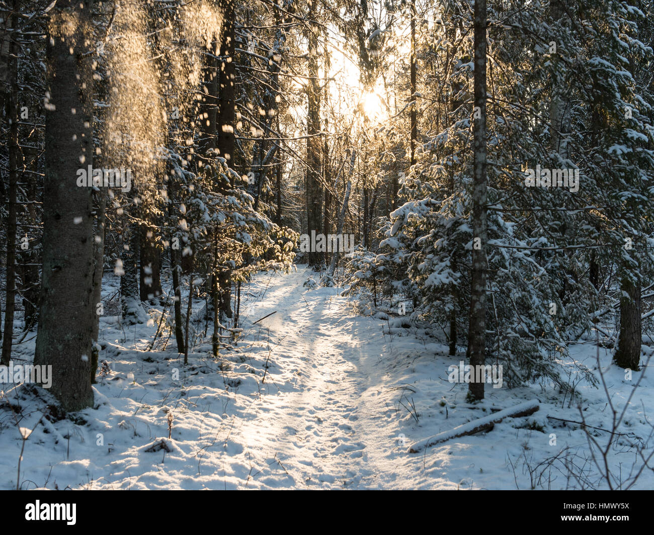 snow falling from trees in winter forest landscape Stock Photo - Alamy
