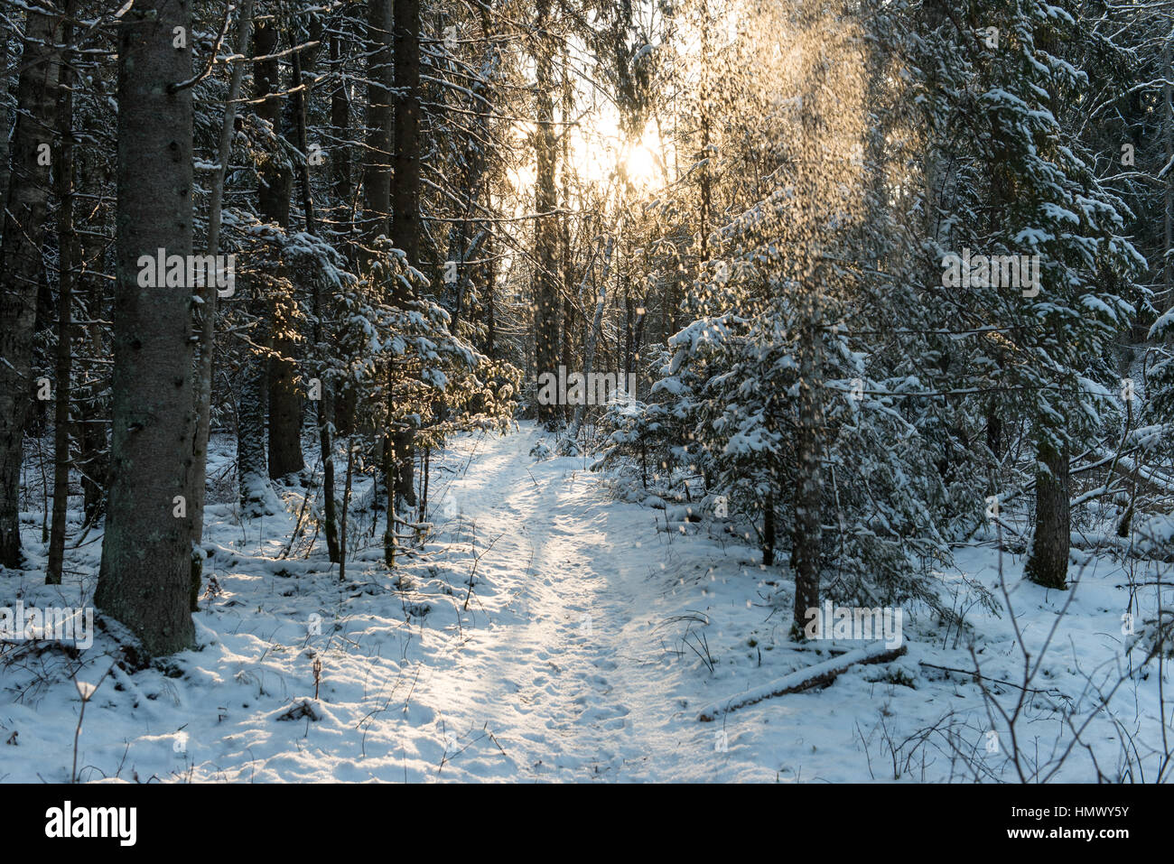snow falling from trees in winter forest landscape Stock Photo - Alamy
