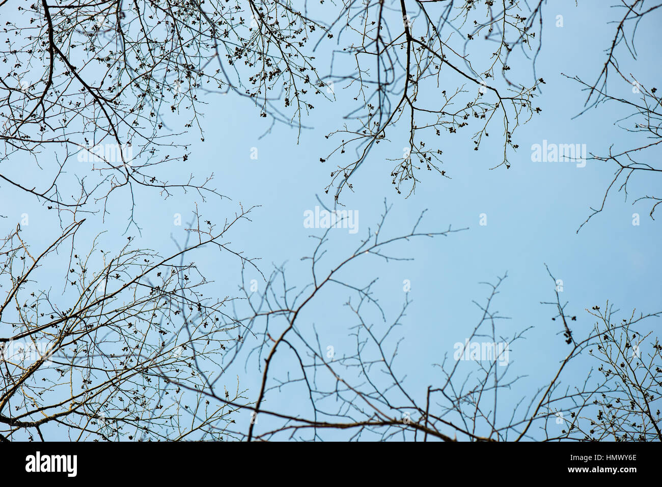 winter tree branches in abstract textured background Stock Photo - Alamy