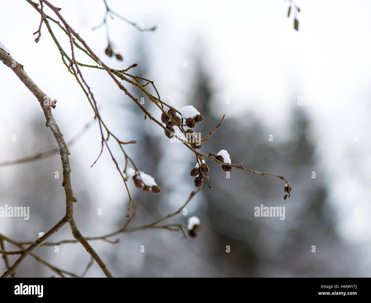 winter tree branches in abstract textured background Stock Photo - Alamy