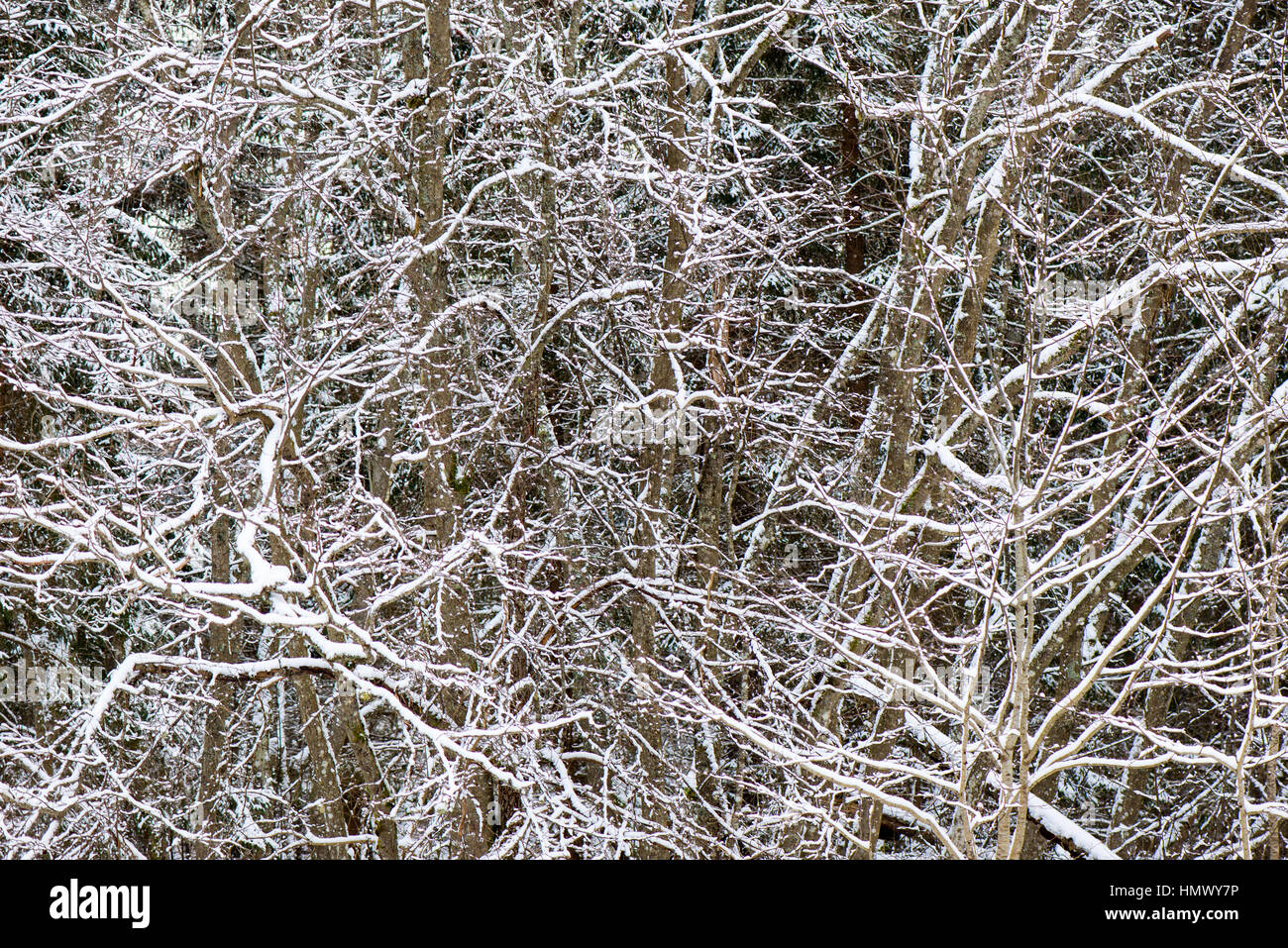 winter tree branches in abstract textured background Stock Photo - Alamy